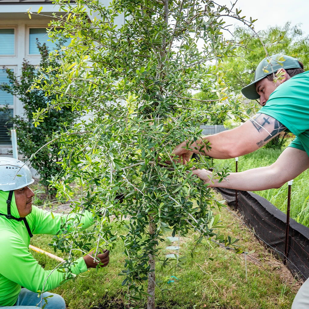A Guide to Planting Trees | Tree Scouts | Tree Scouts